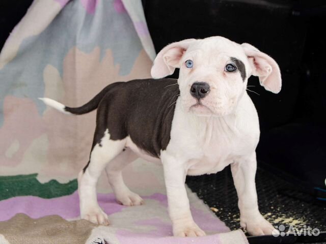 Эксклюзивная девочка аст