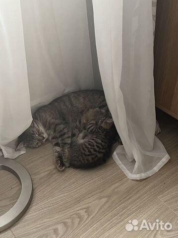 Кормящая кошка для котят без мамы