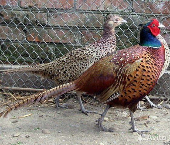 Фазаны