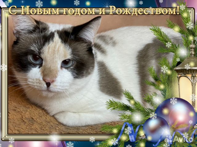 Несчастная голубоглазая девочка Тинки ищет дом