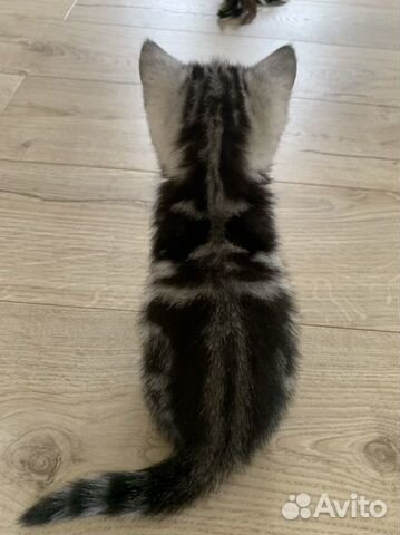 Шотладские котята