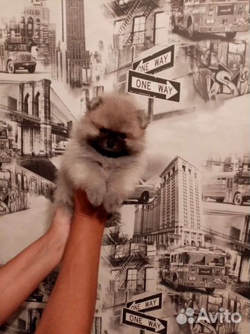 Померанский шпиц (той)