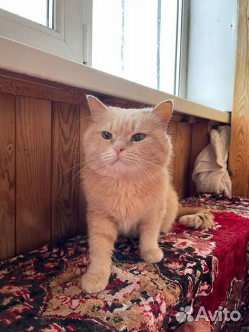 Молодой рыжий котик