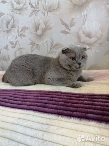 Шотландская вислоухая