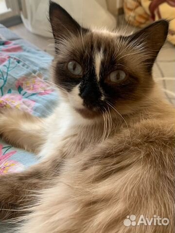 Нашлась кошка