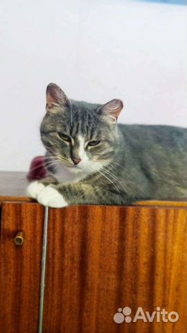 Кошка ласковая до невозможности