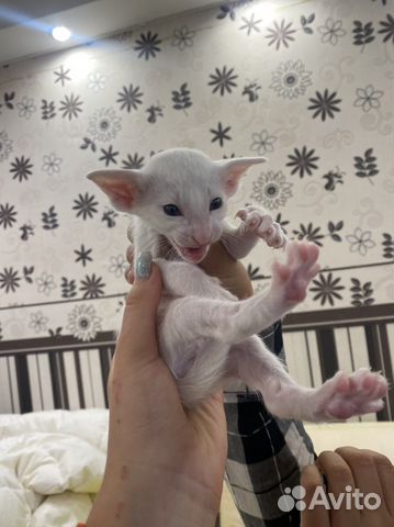 Котята ориенталы
