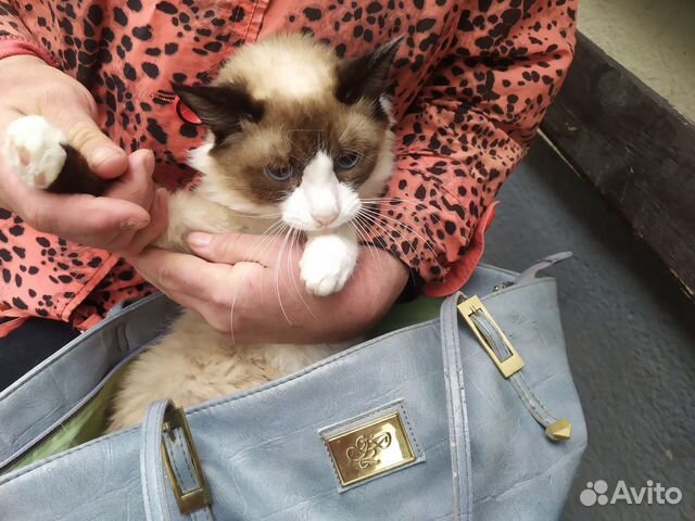 Котик балинез