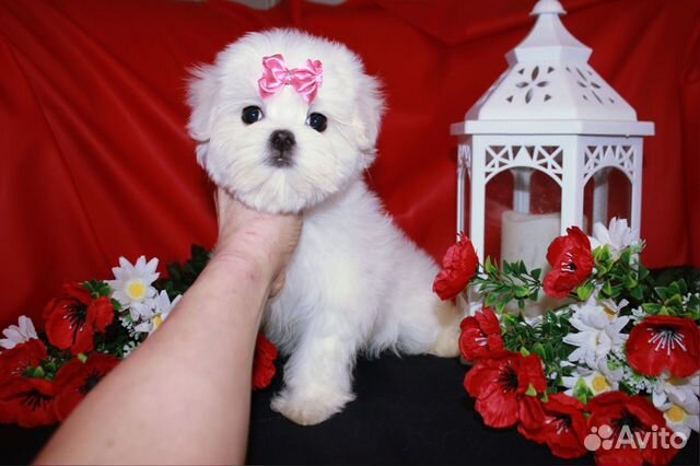 Красивая стандартная девочка 2,5 мес