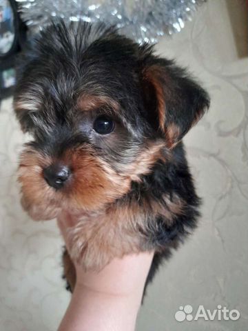Йоркширский терьер щенки