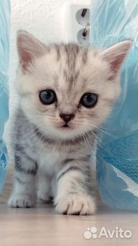 Британская девочка