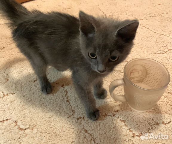 Отдам в добрые руки маленького непоседу (котёнок)