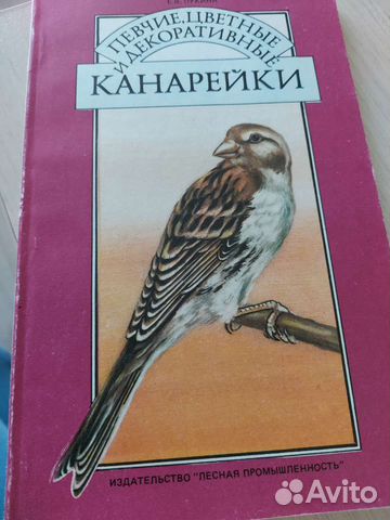 Певчие, цветные и декоративные канарейки