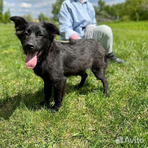 Молодой Пушинке три месяца, а она уже в приюте