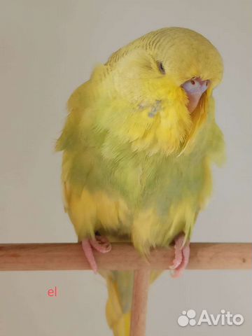 Ввп чех самочка 50 дней