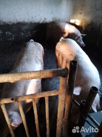 Поросенок ландрас