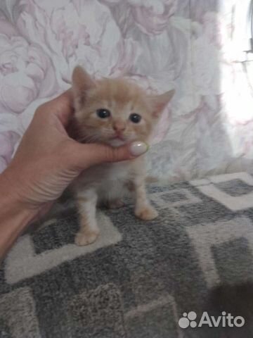 Котята в добрые руки бесплатно