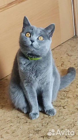 Британская кошка