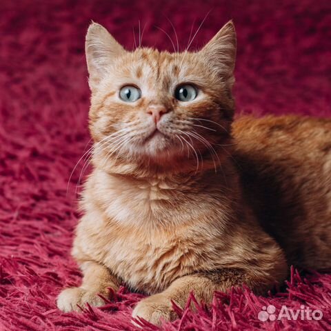 Голубоглазый огненный красавец в дар