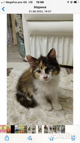 Европейские котята