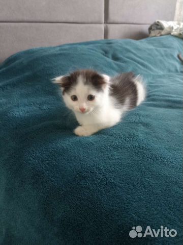 Котята в добрые руки бесплатно