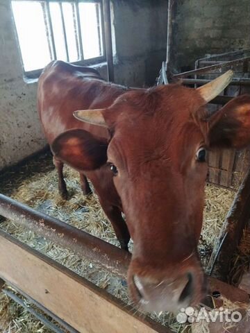 Телка 1.5 года