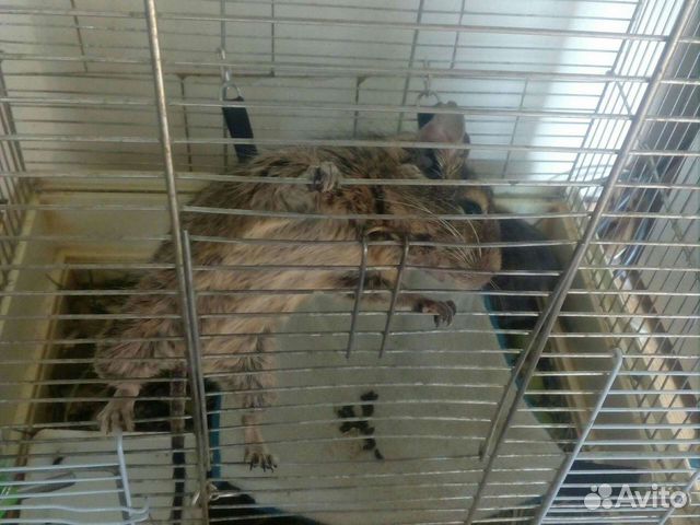 Чилийская белка дегу