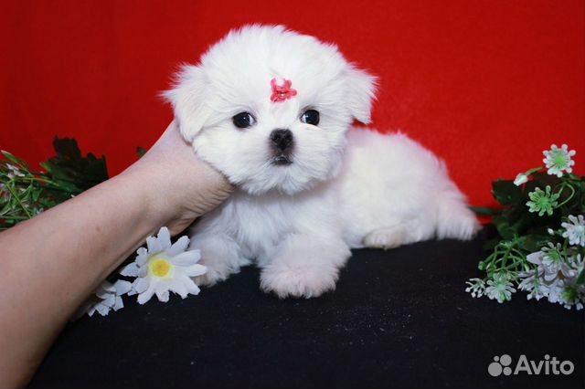 Мини кукольная малышка мальтезе 2,5 мес
