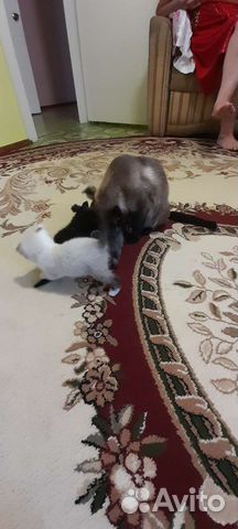 Котята в добрые руки бесплатно