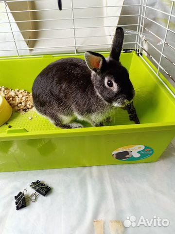 Декоративные кролики