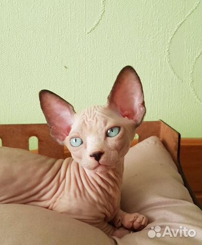 Канадский сфинкс, бамбино-девочка