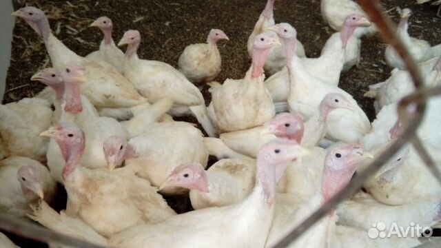 Продаю индюков