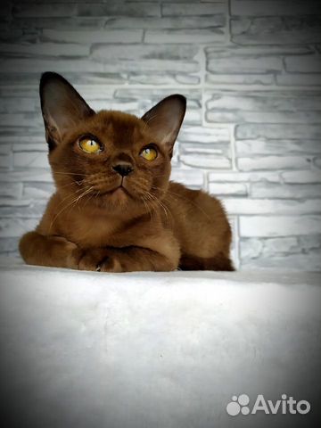 Котики и кошечки Бурманские