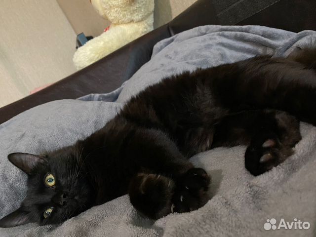 Отдам котика