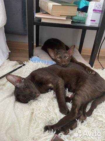 Ориентальная кошка