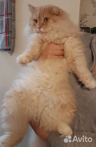 Шикарный котик 1.5 г