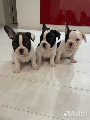 Французский бульдог