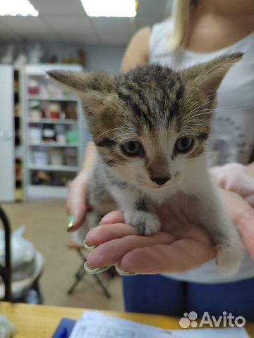 Котята в добрые руки мальчики бесплатно