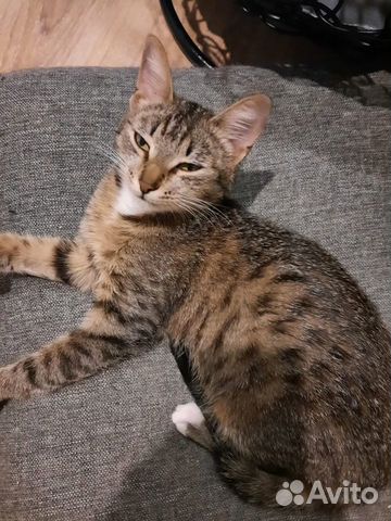 Кошка молодая бесплатно