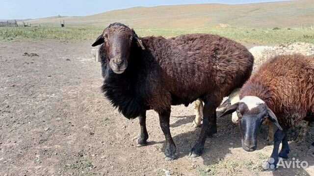 Баран на племя