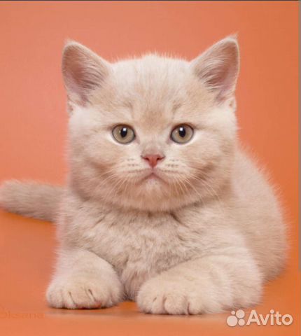 Котенок персиковый в добрые руки