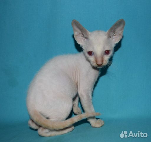 Котик ред пойнт с голубыми глазами