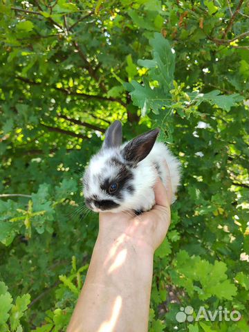 Декоративные карликовые кролики