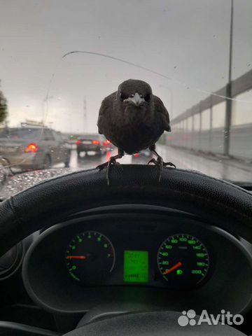 Выкормыша скворца