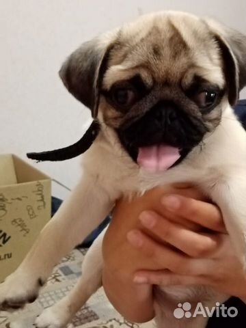 Щенки мопса
