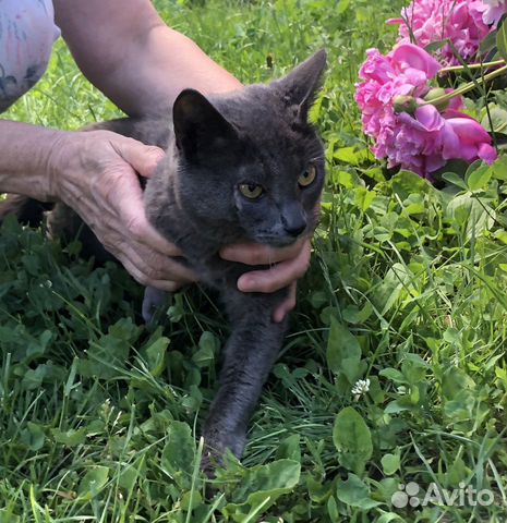 Отдам в добрые и заболтивые руки