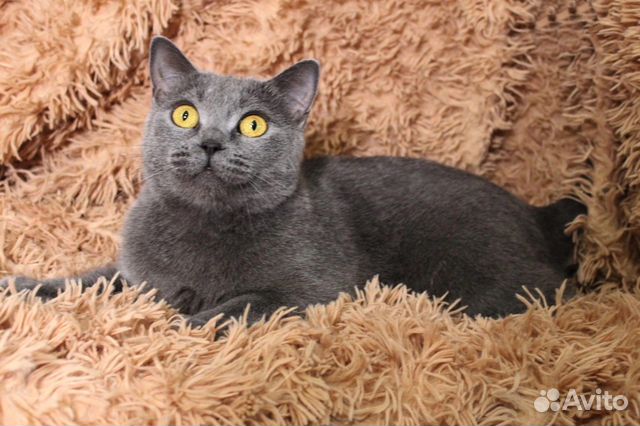 Милая кошечка Деми
