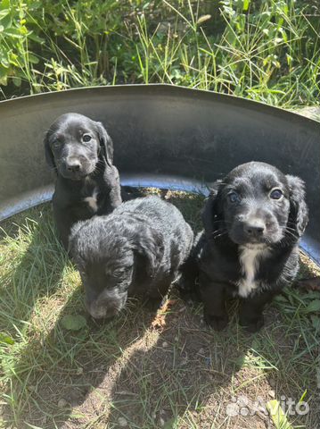 Щенки английского кокер спаниеля
