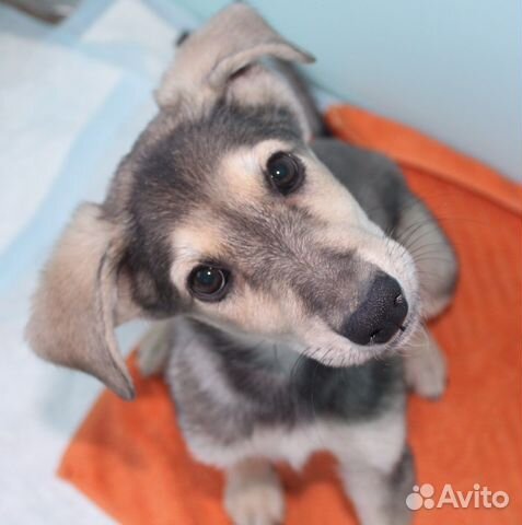 Преданный щенок ждет хозяина