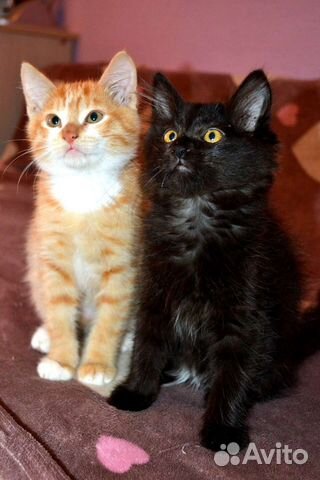 Котята в добрые руки бесплатно